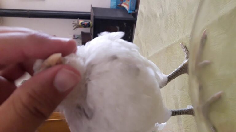 Rhodogil 750: Usos y beneficios | Actualizado diciembre 2025